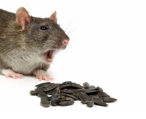 Rat Teeth vs. Human Teeth - Summerlea Dental